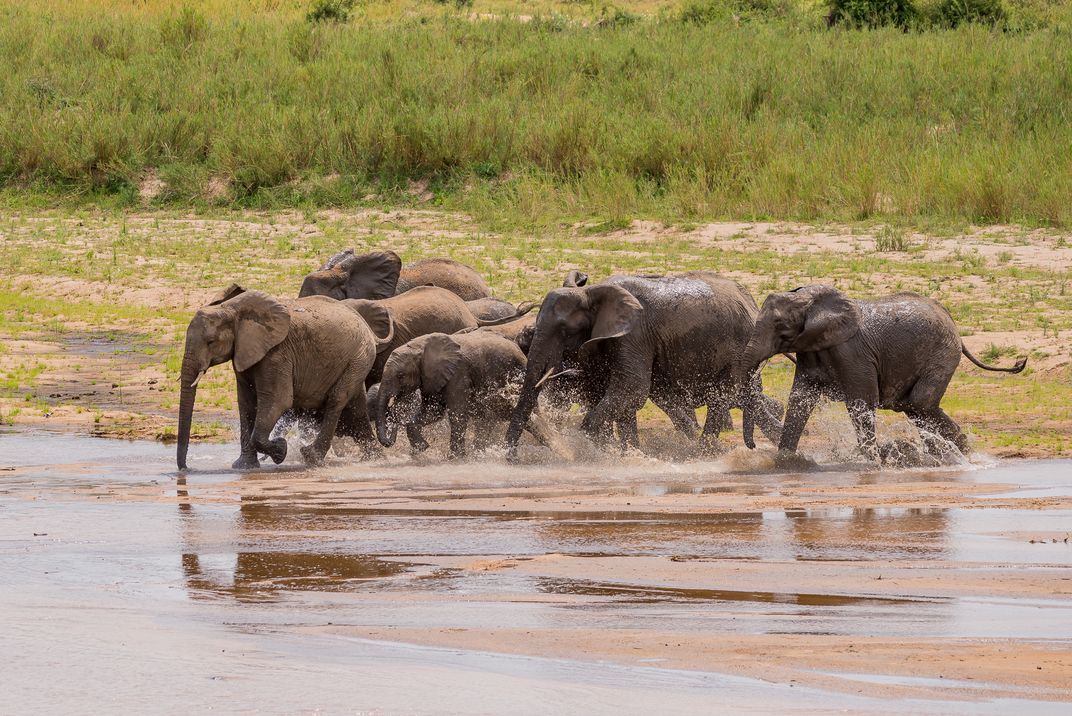 Elephant river crossing | Smithsonian Photo Contest | Smithsonian Magazine