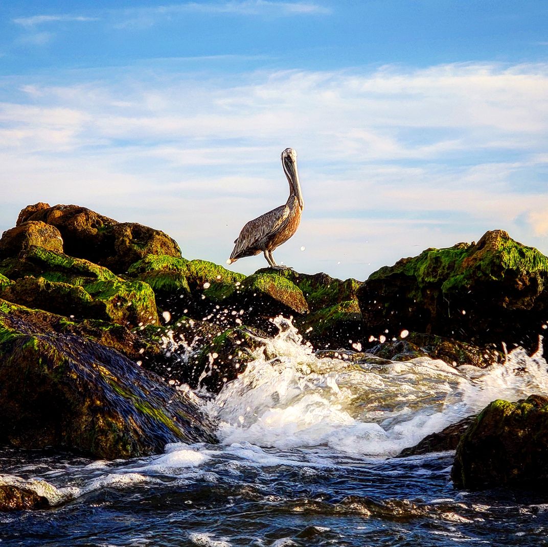 Pelican on the rocks | Smithsonian Photo Contest | Smithsonian Magazine