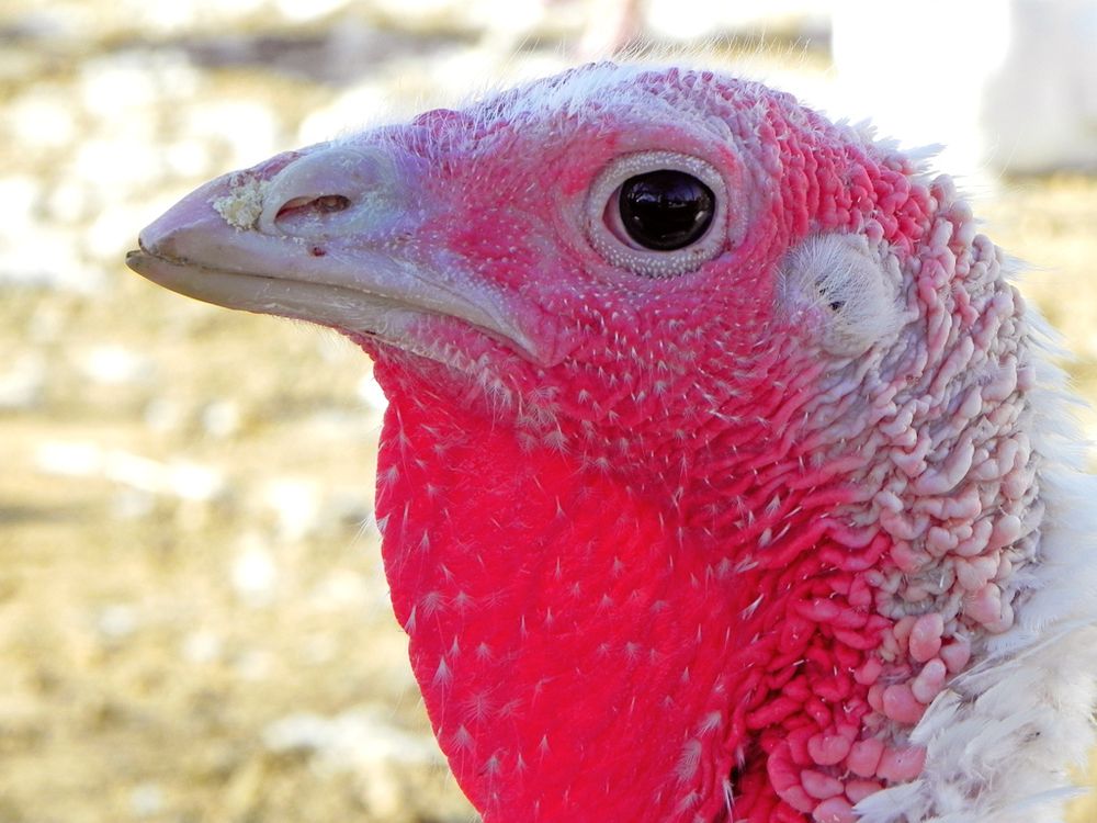 Turkeys Are Having a Pretty Bad Month