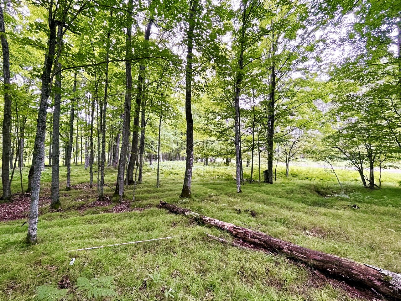 native american corn fields