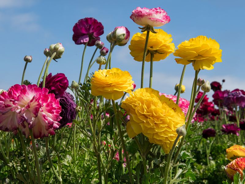 Flower Field of Ranunculus | Smithsonian Photo Contest | Smithsonian ...