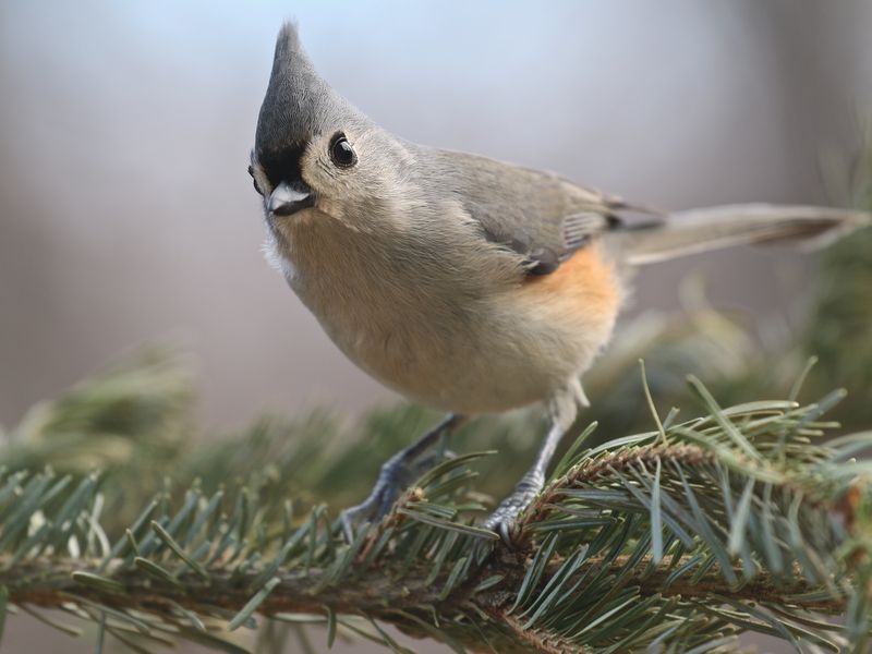 Portrait of a Tufted Titmouse | Smithsonian Photo Contest | Smithsonian ...