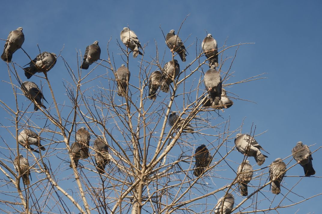 Pigeons gathering on a leafless tree under a clear blue sky ...