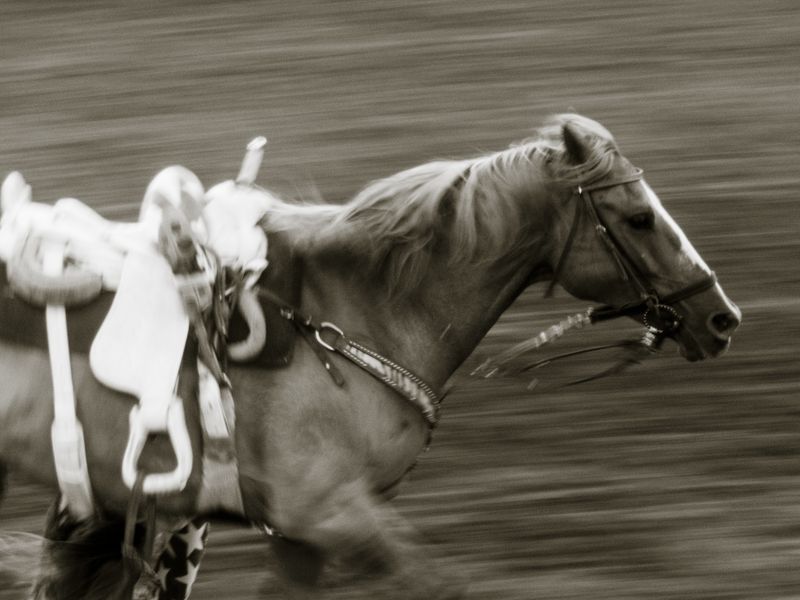 Trick rider | Smithsonian Photo Contest | Smithsonian Magazine