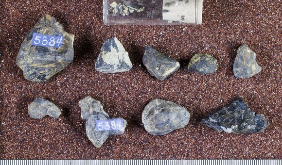 National Museum of Natural History Blog | Smithsonian Magazine