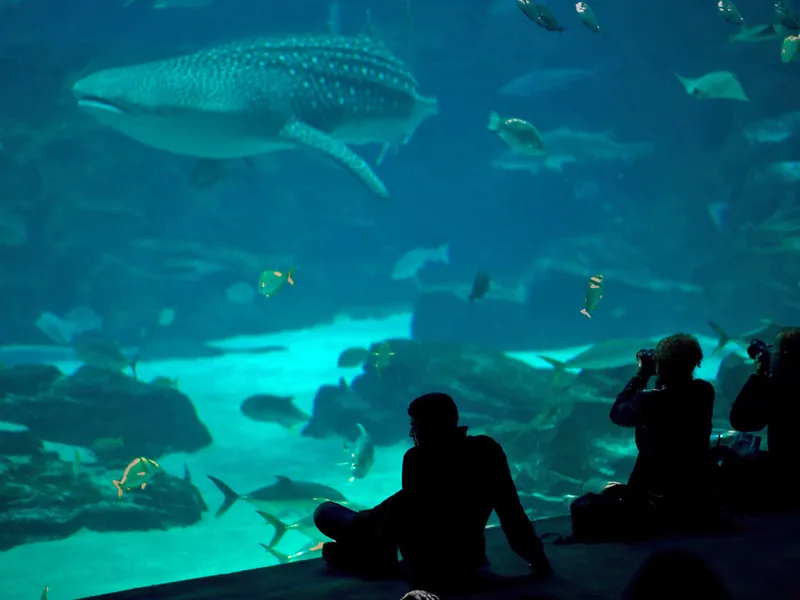 Visitors Viewing Tanks at Atlanta Aquarium | Smithsonian Photo Contest ...