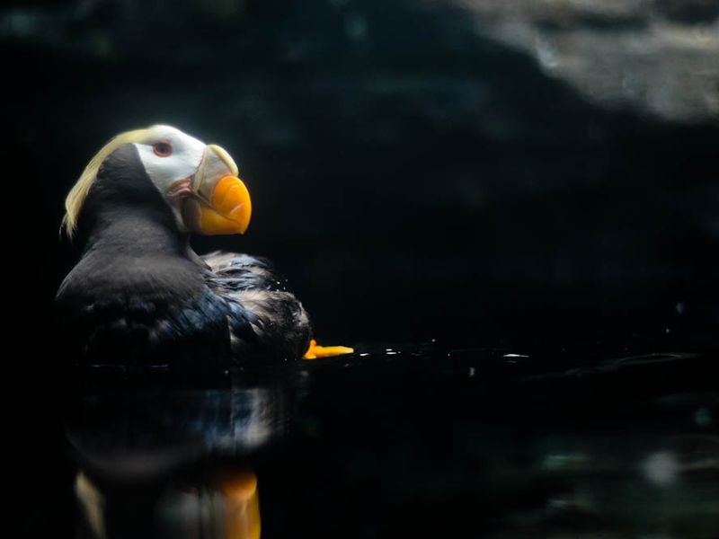 A Puffin at the Seattle Zoo. | Smithsonian Photo Contest | Smithsonian ...