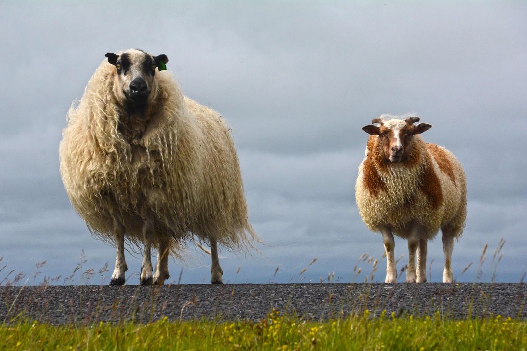 Two sheep in Iceland | Smithsonian Photo Contest | Smithsonian Magazine
