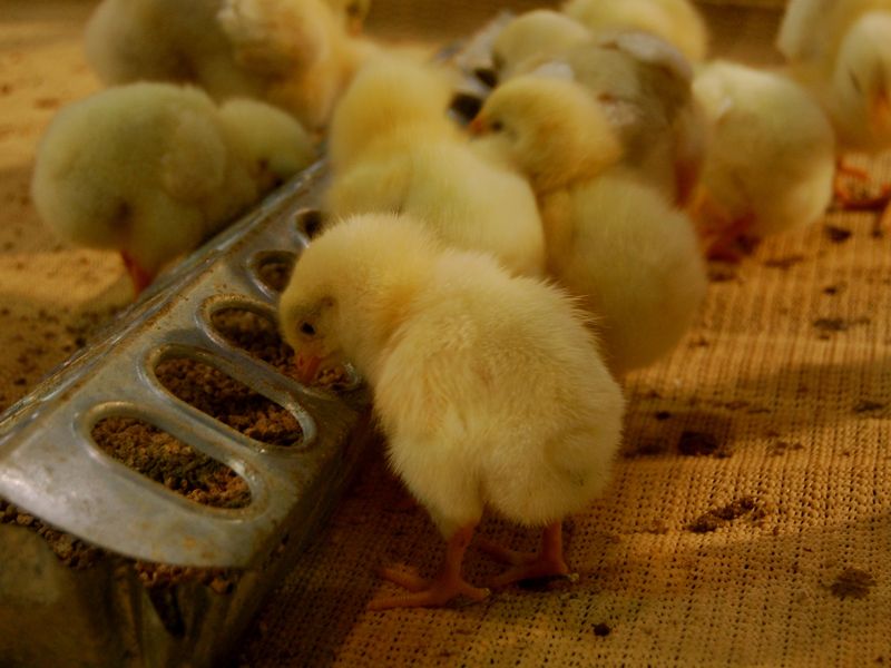 Chicks eating their food. | Smithsonian Photo Contest | Smithsonian ...