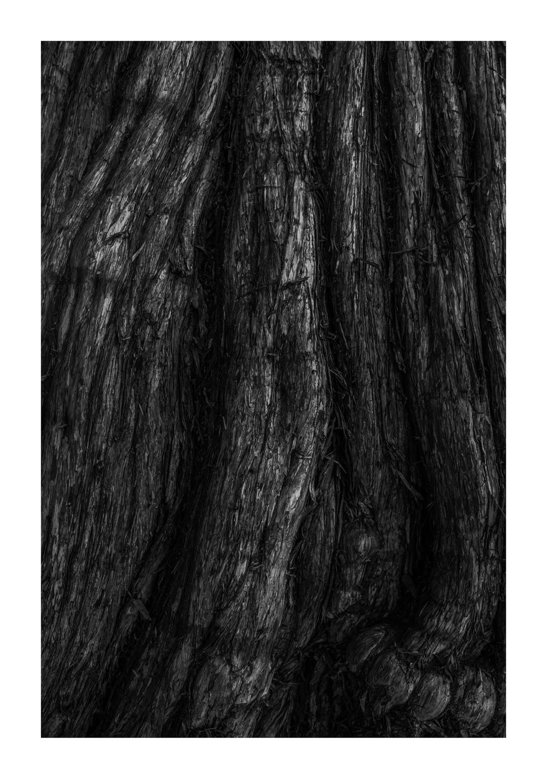 A forest tree. | Smithsonian Photo Contest | Smithsonian Magazine