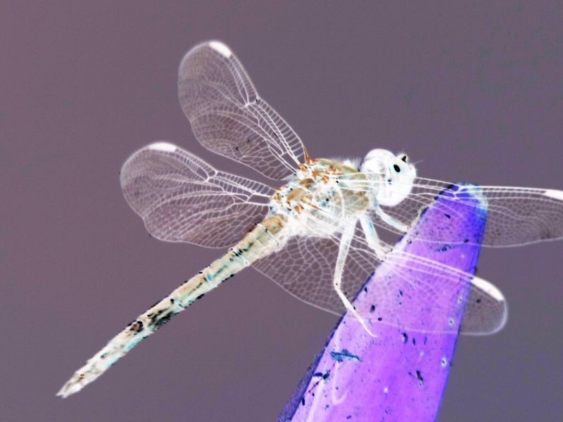 The skeleton dragonfly | Smithsonian Photo Contest | Smithsonian Magazine