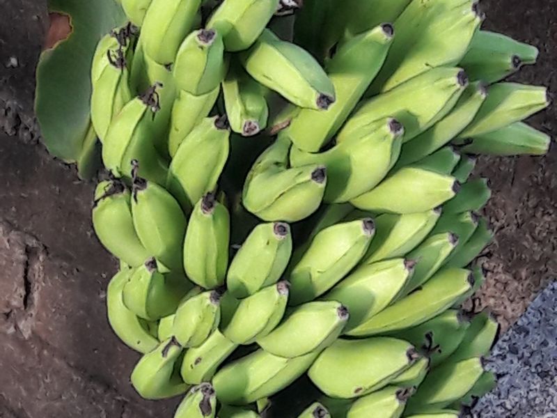 yummy bananas | Smithsonian Photo Contest | Smithsonian Magazine