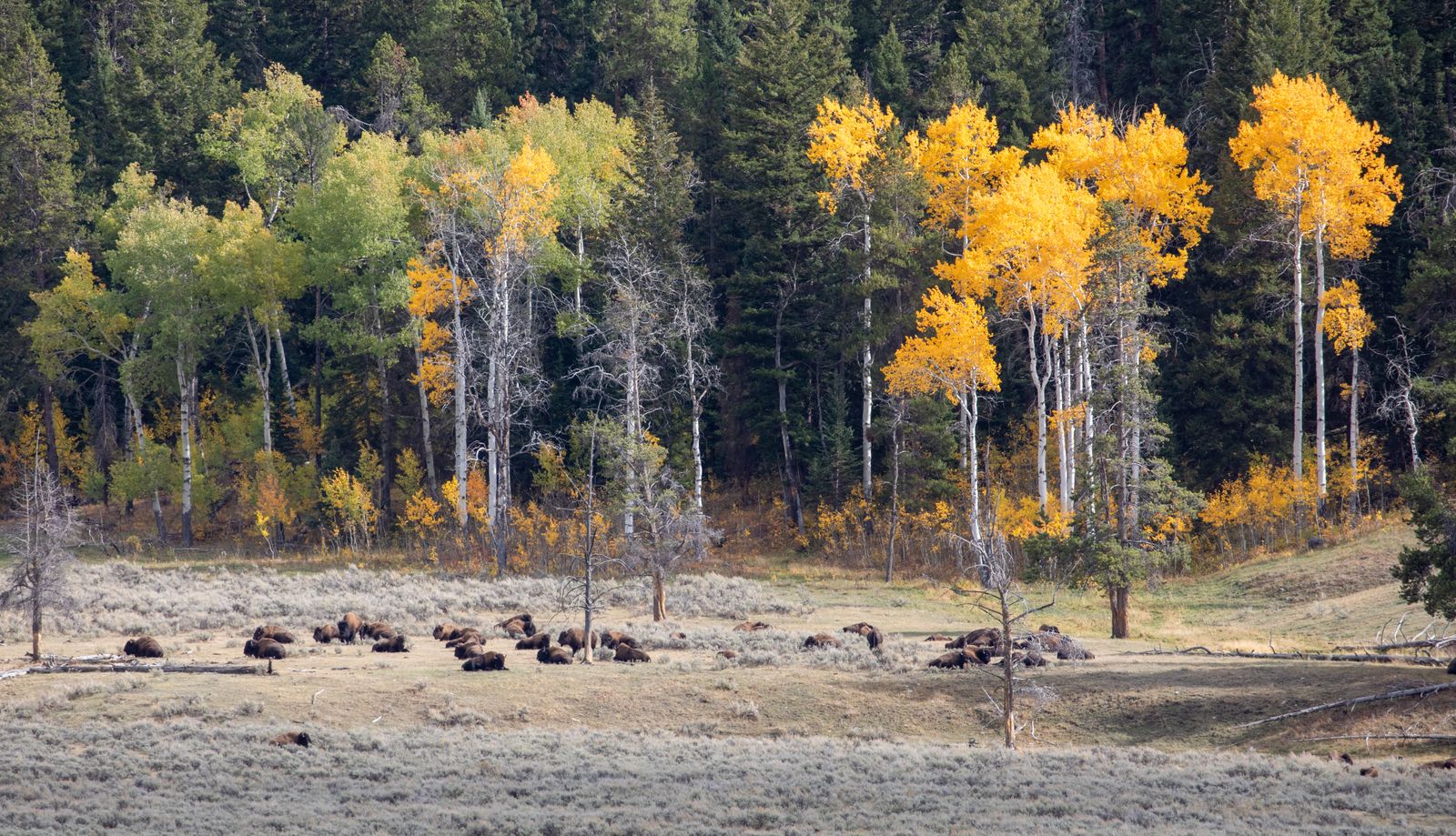 Reintroduced Wolves Are Helping Baby Aspen Trees Flourish in Northern ...
