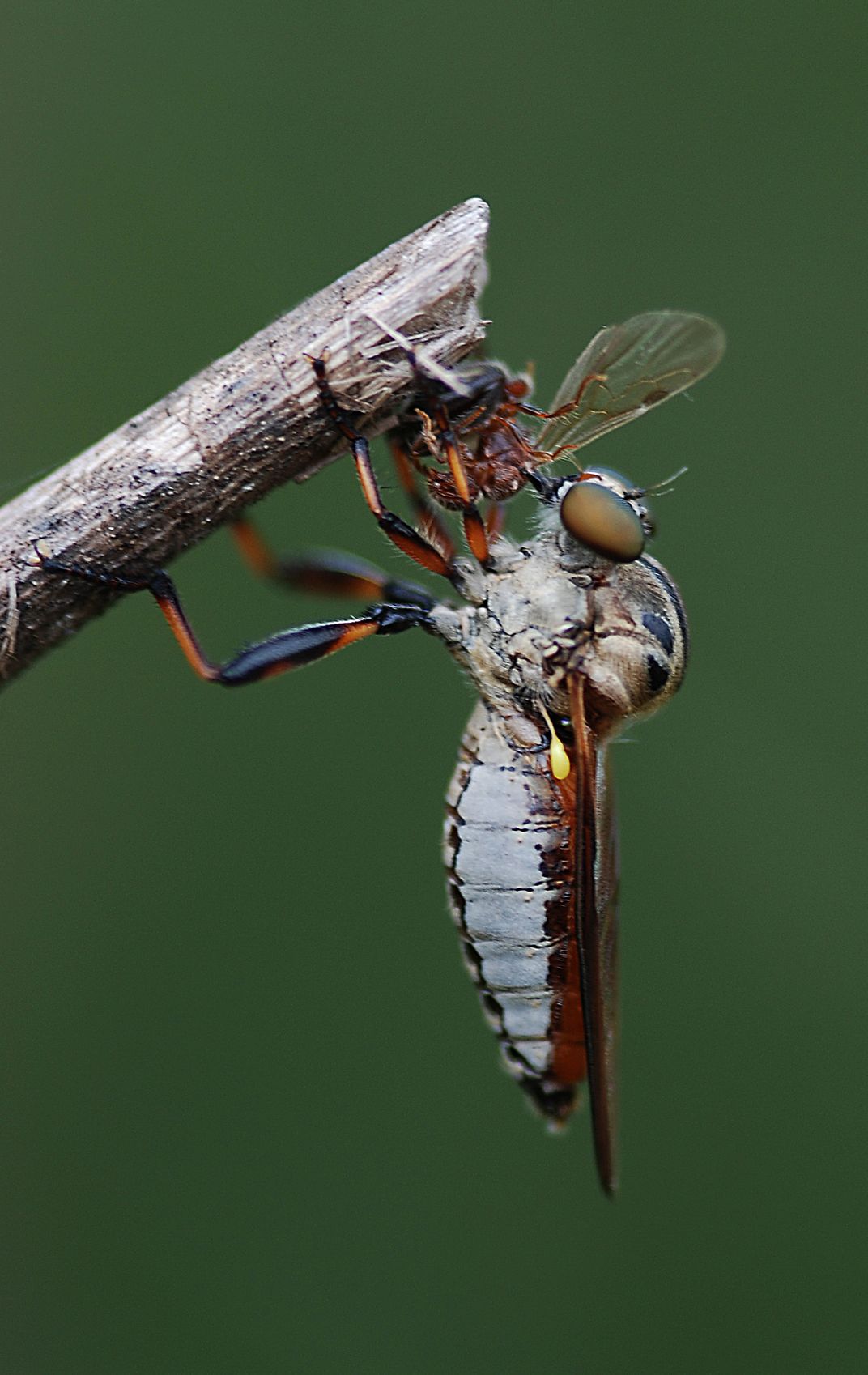 Robber fly sucking prey | Smithsonian Photo Contest | Smithsonian Magazine