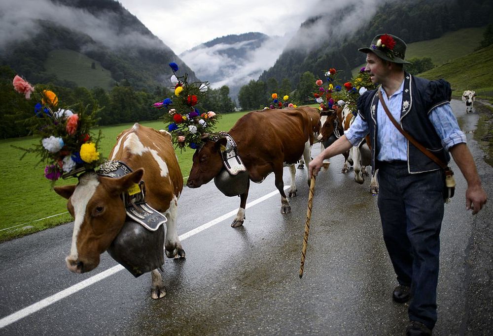 alpine cows