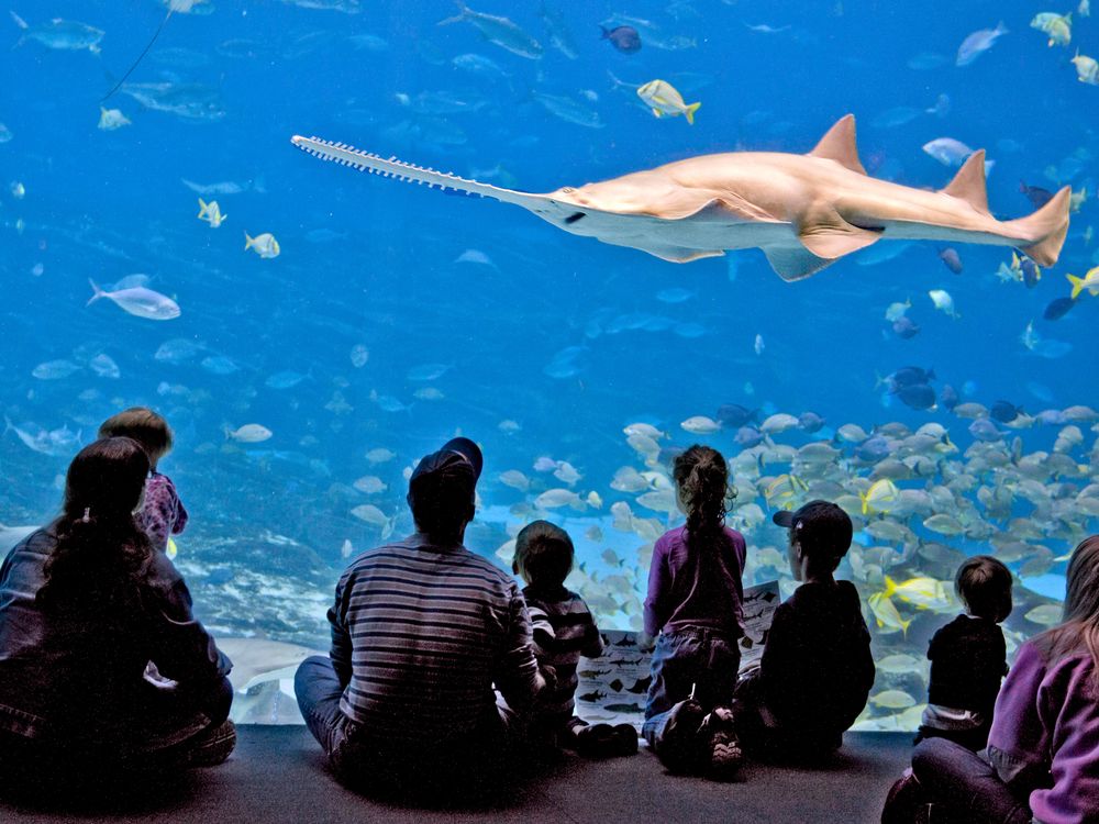 What Animal Has The Reproductive Organs Closest To That Of Humans 