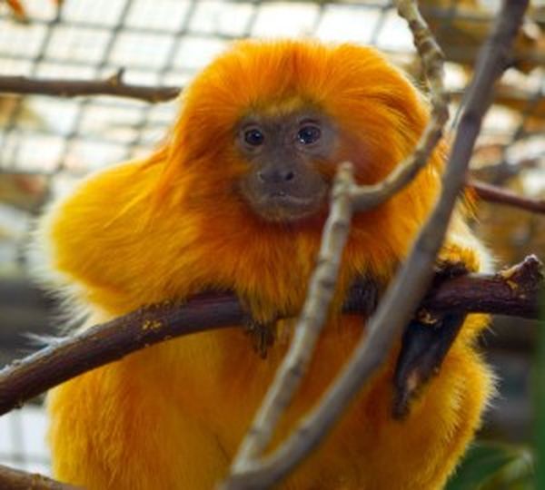 Fourteen Fun Facts About Golden Lion Tamarins