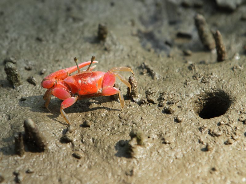 A tiny crab in the Sundarban forest | Smithsonian Photo Contest ...