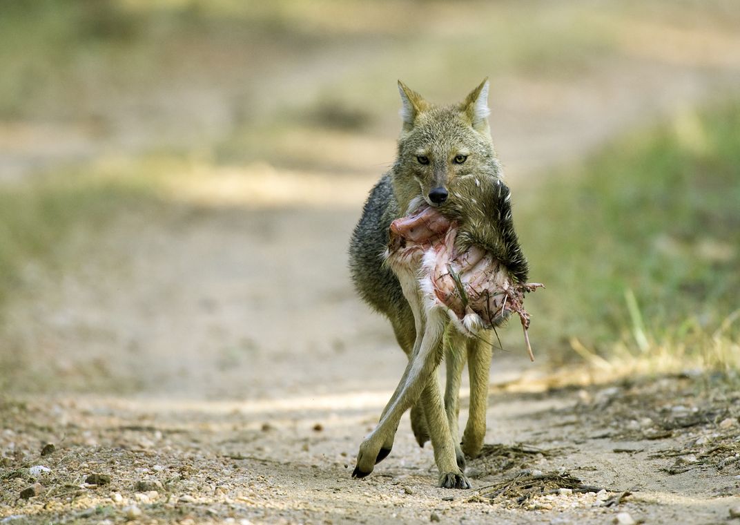 The jackals are scavengers and some time they kill large prey like ...