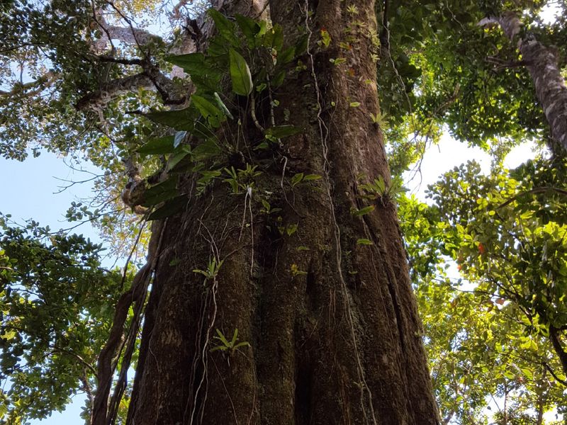 The Trees of El Yunque | Smithsonian Photo Contest | Smithsonian Magazine