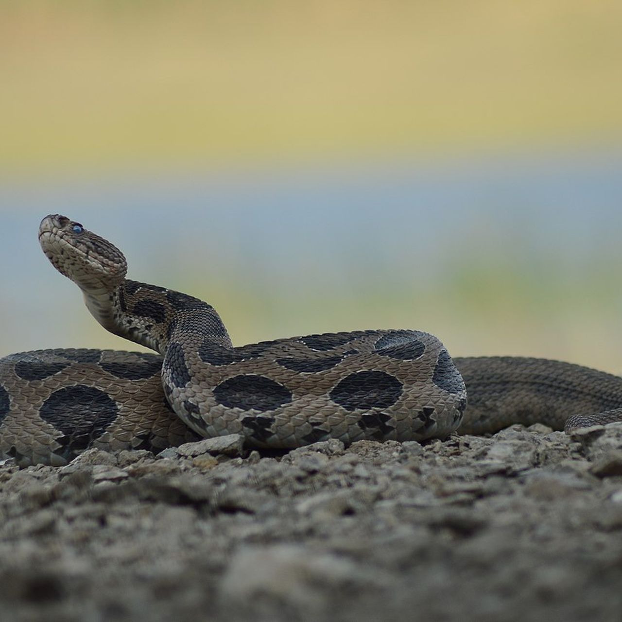Russells Viper Bite Russell's Viper Facts, Diet, Habitat & Pictures