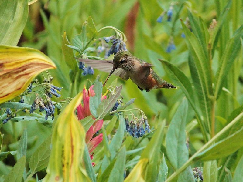 Female Broad Tailed Hummingbird in Alpine Meadow | Smithsonian Photo ...