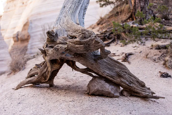 Tree stump in a dry wash at Kasha-Katuwe Tent Rocks National Monument ...
