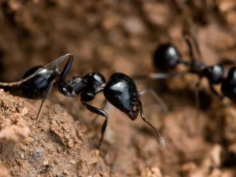 ants working hard
