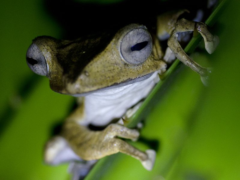 A Tree Frog in the Borneo Rainforest - A night shot, taken in the light ...