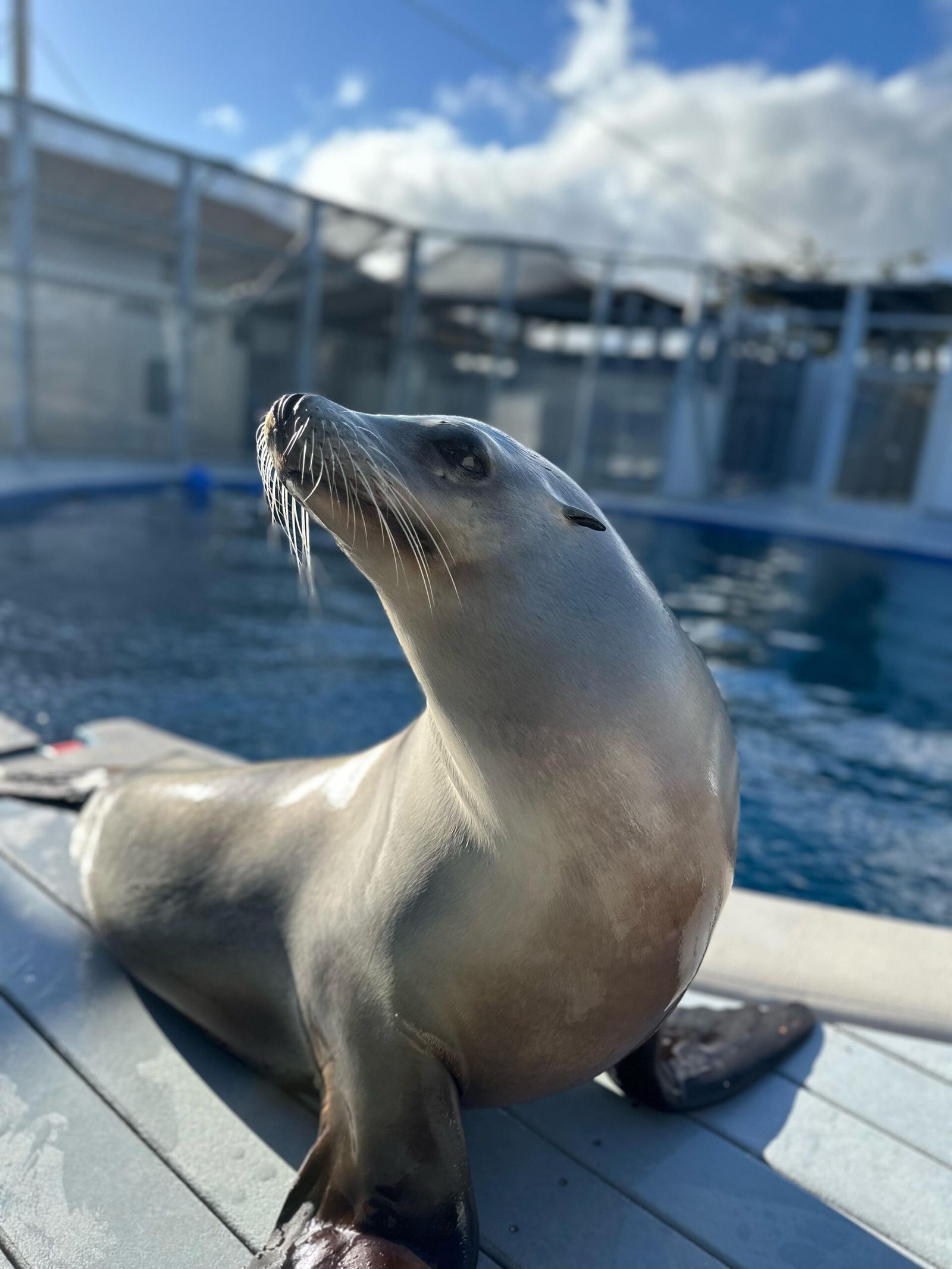 This Sea Lion Can Headbang Better Than You—Watch Her Out-Perform Humans at Keeping a Beat