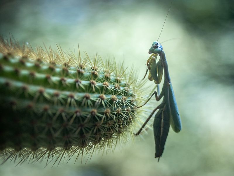 Mantis | Smithsonian Photo Contest | Smithsonian Magazine