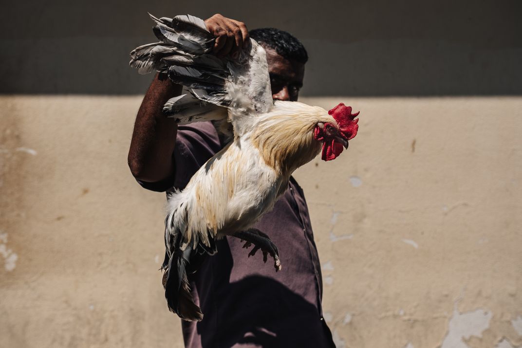 The Chicken King | Smithsonian Photo Contest | Smithsonian Magazine