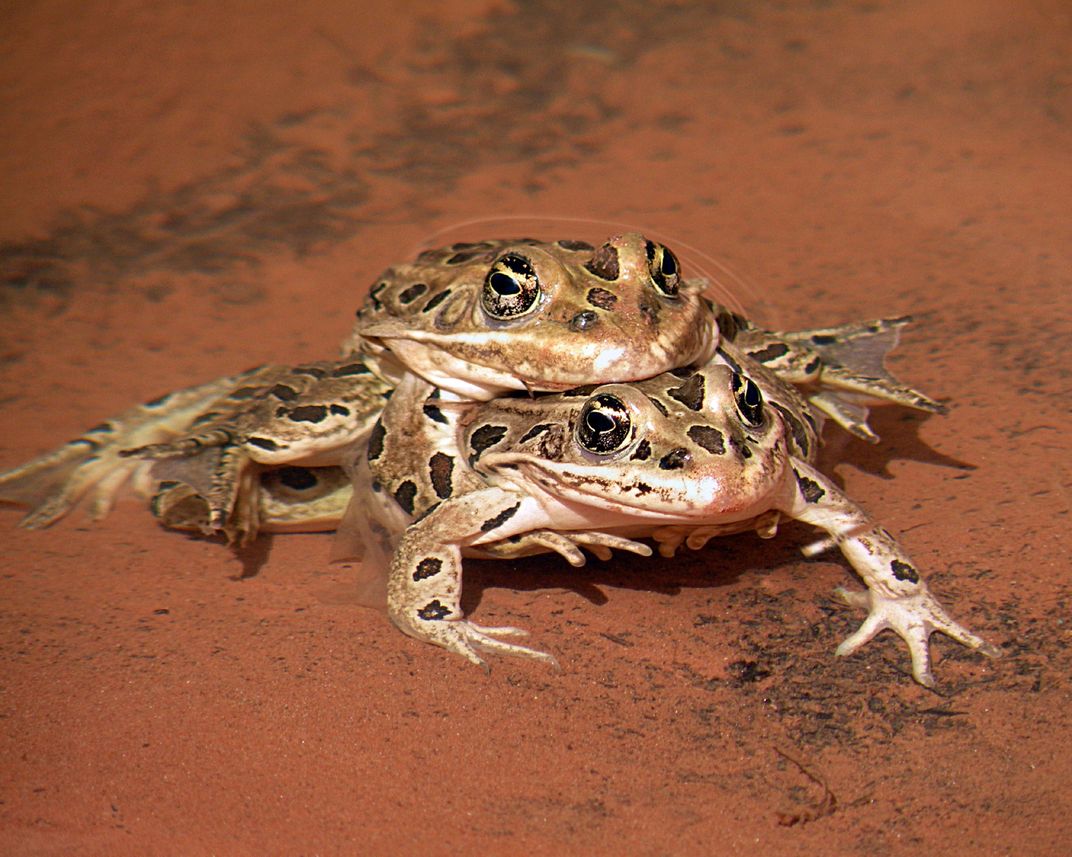 Mating frogs - From a distance it looked like a frog with more than ...