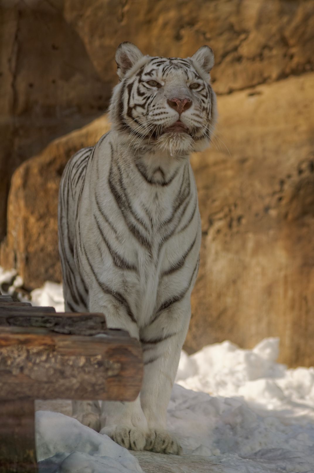 White Bengal tiger | Smithsonian Photo Contest | Smithsonian Magazine