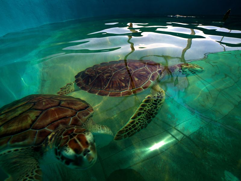 Turtle Sanctuary | Smithsonian Photo Contest | Smithsonian Magazine
