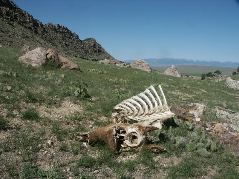 poached elk carcass on hogback mountain, montana | Smithsonian Photo ...
