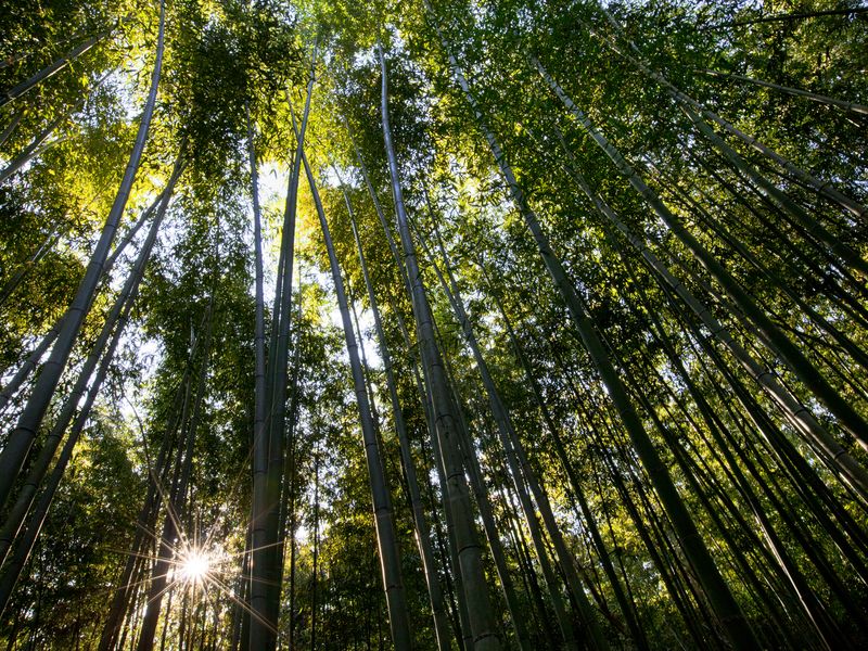 Bamboo Garden | Smithsonian Photo Contest | Smithsonian Magazine