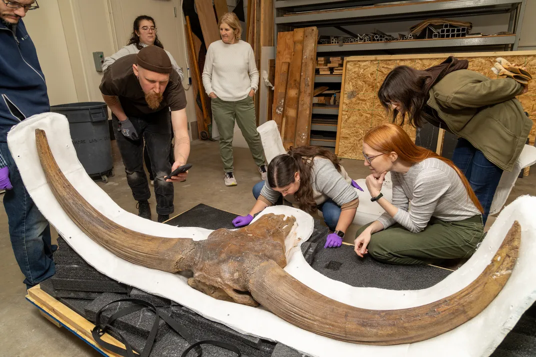 Meet ‘Junior,’ the Giant Bison Skull That Crossed the Country to Star ...