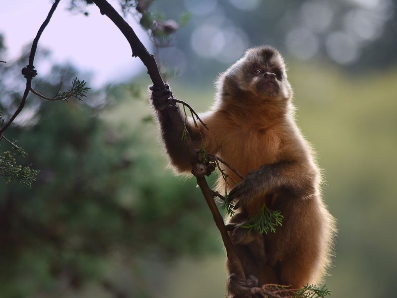 Capuchin proud | Smithsonian Photo Contest | Smithsonian Magazine