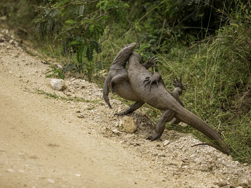 Monitor Lizard Fight | Smithsonian Photo Contest | Smithsonian Magazine