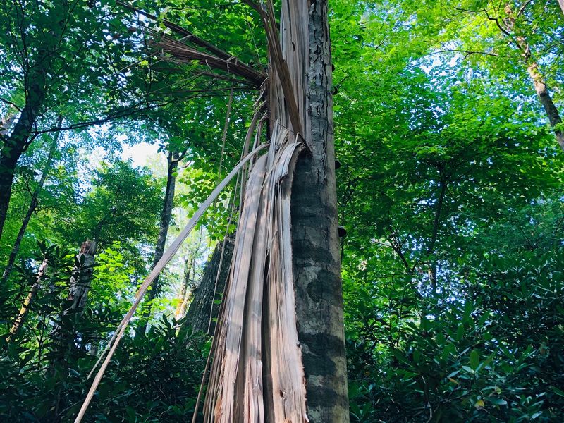 Splitting Tree | Smithsonian Photo Contest | Smithsonian Magazine