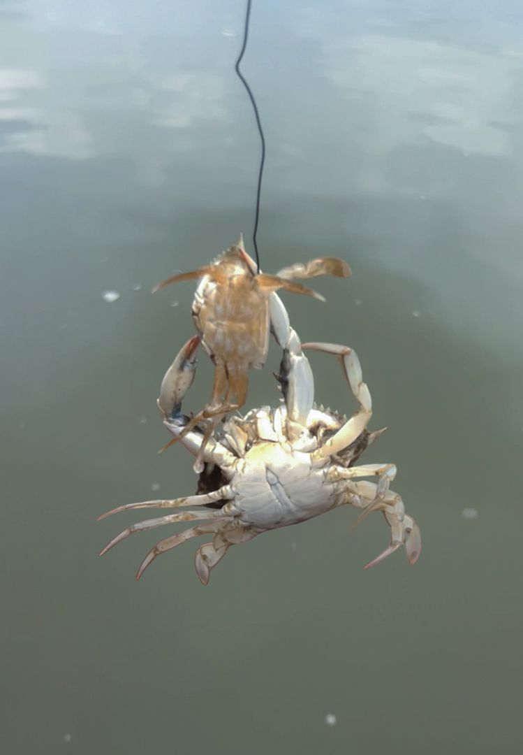 Cannibalism Takes Major Bite Out of Young Blue Crabs, but the Shallows ...