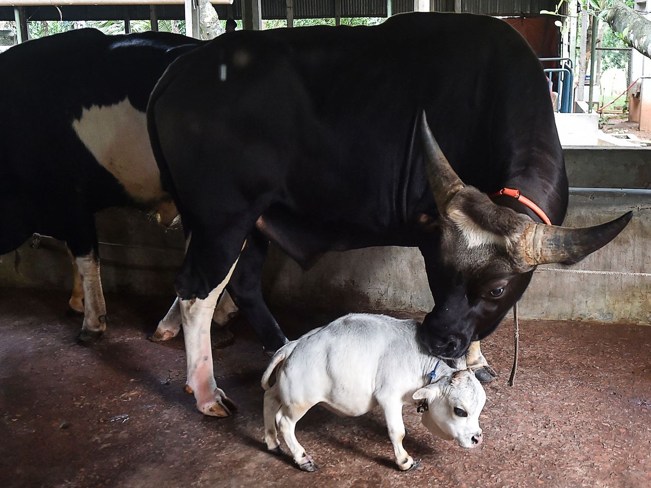World's Smallest Cow