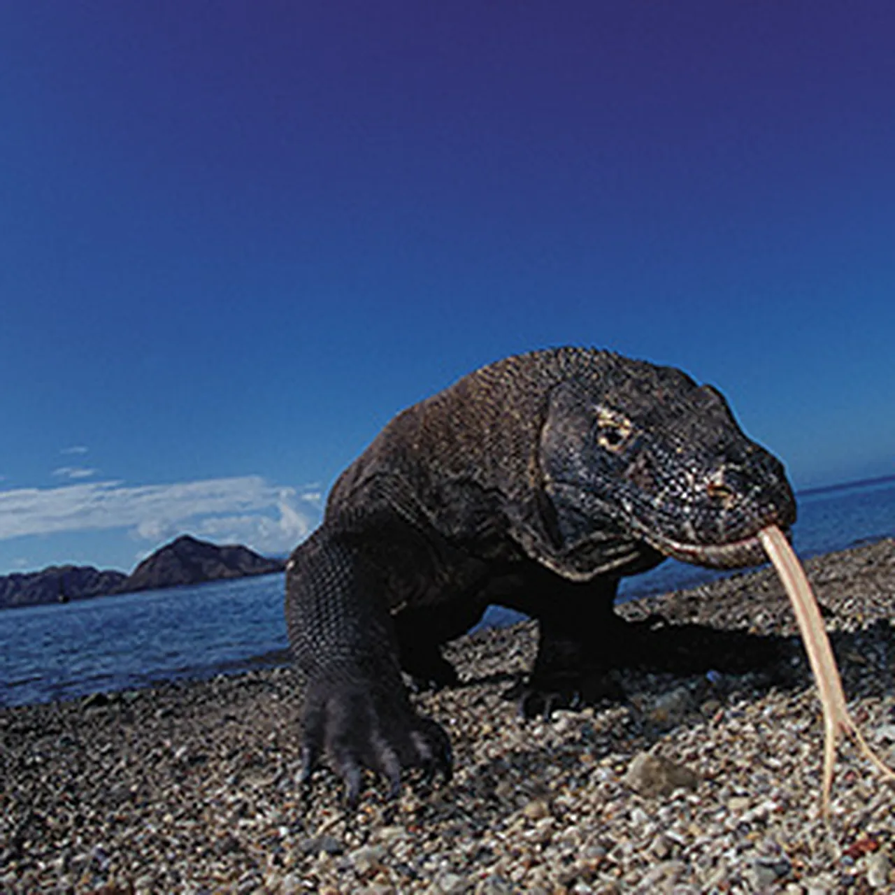 Dragón De Komodo Comiendo