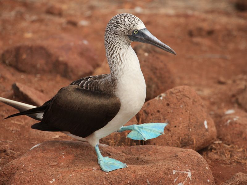 Mating Dance of the Blue Footed Booby | Smithsonian Photo Contest ...