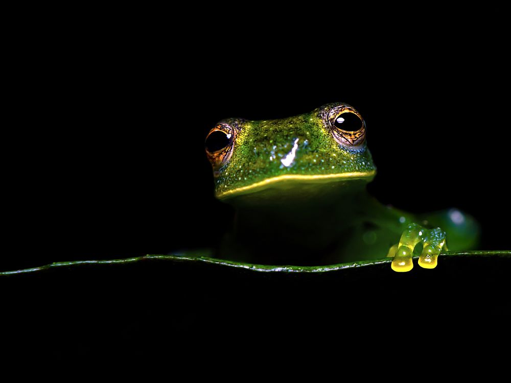 Glassfrog | Smithsonian Photo Contest | Smithsonian Magazine