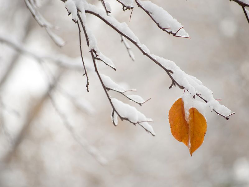 Snow Leaf | Smithsonian Photo Contest | Smithsonian Magazine