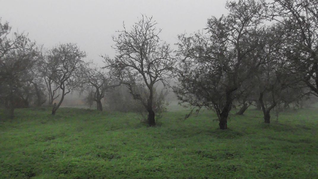 Misty Morning Fig Farm, Portugal | Smithsonian Photo Contest ...