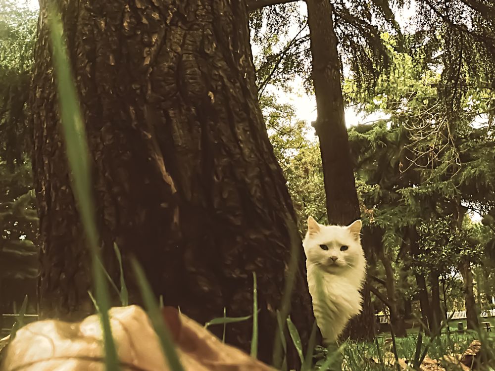 The trend for animals is to be natural | Smithsonian Photo Contest ...