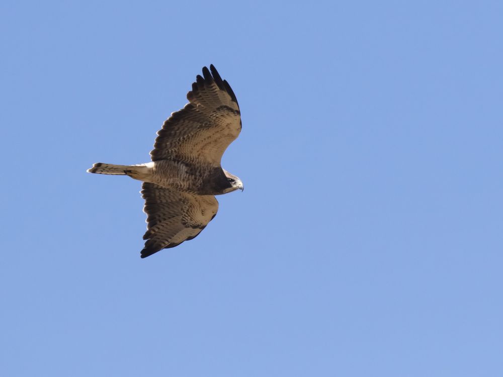 Watch Millions of Raptors Fly Across Panama This Fall